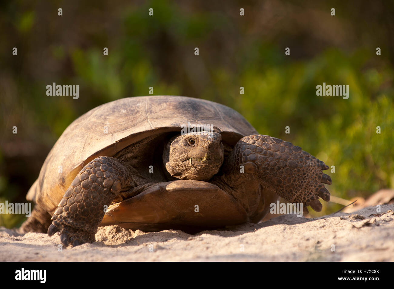 Florida Gopher Tortoise (Gopherus polyphemus) female, Georgia Stock ...