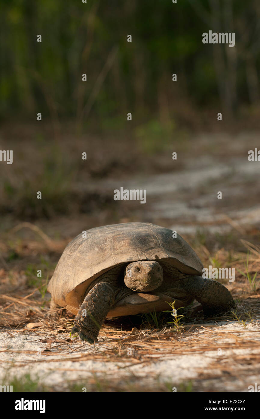 Florida Gopher Tortoise (Gopherus polyphemus) female, Georgia Stock ...
