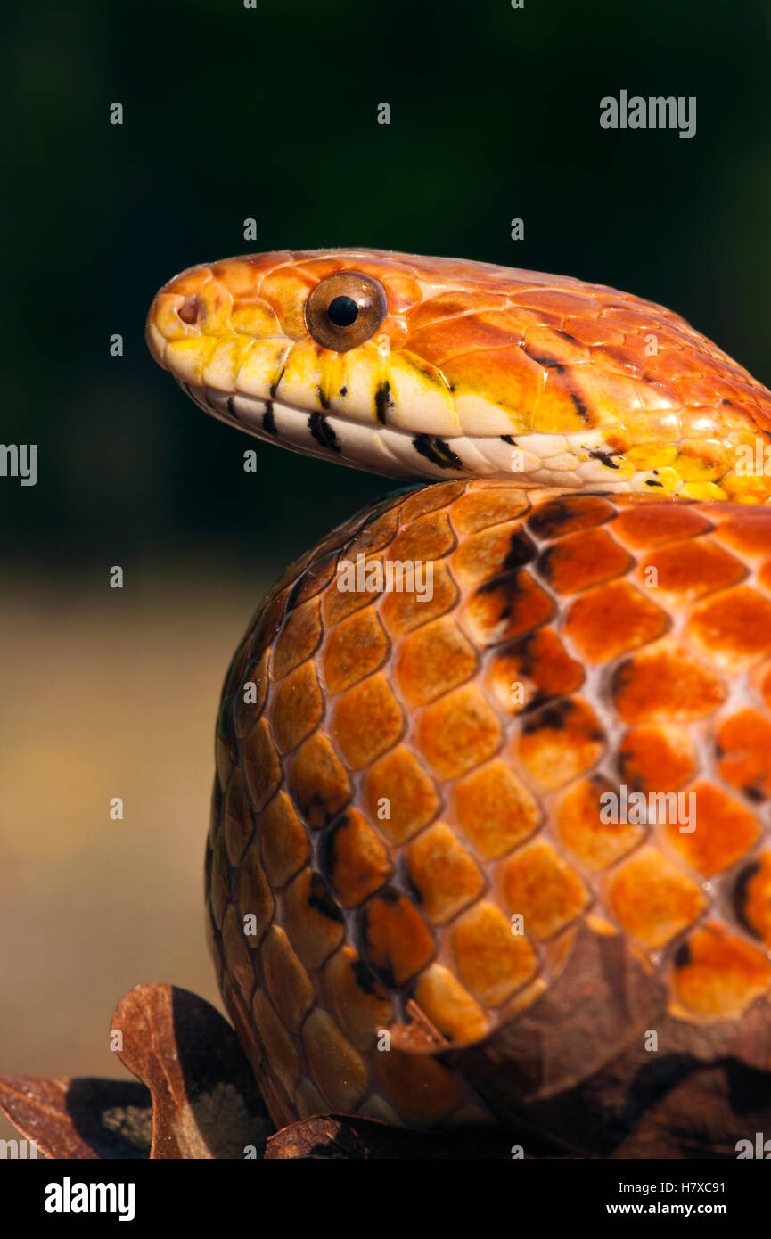 Cornsnake (Elaphe guttata), native to southeastern and central United ...
