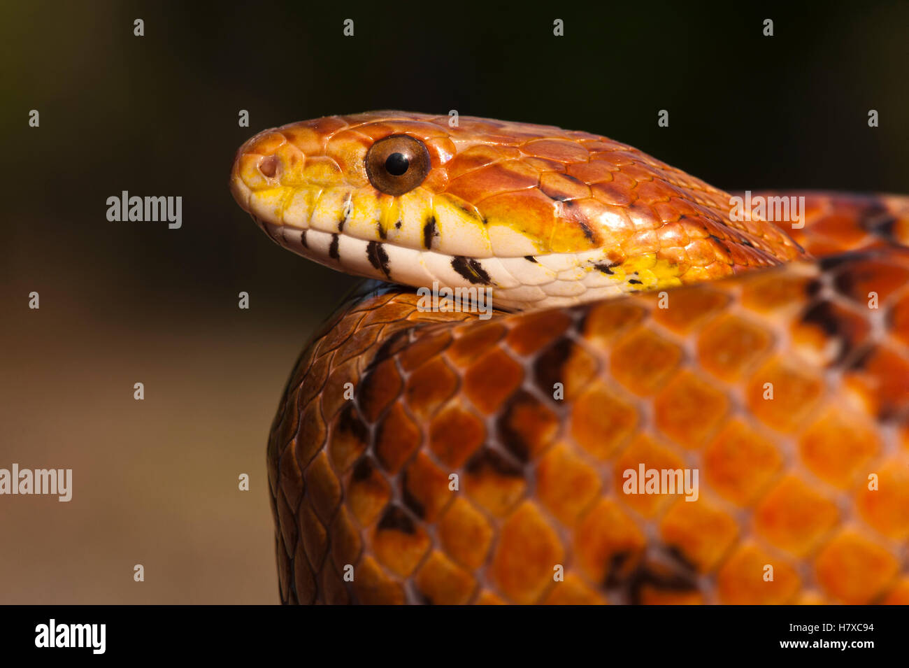 Cornsnake (Elaphe guttata), native to southeastern and central United ...