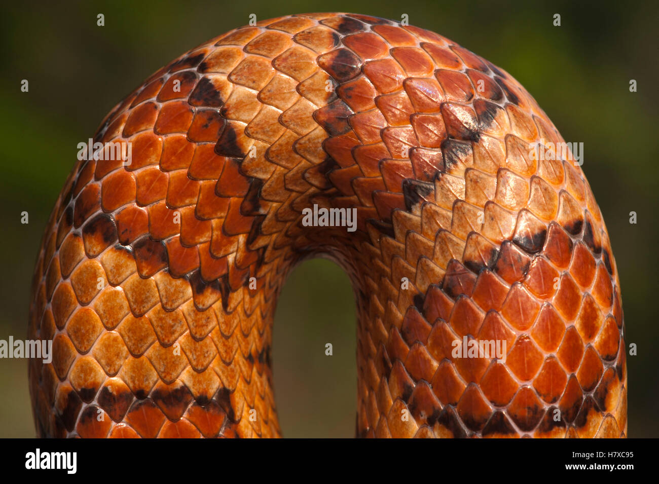Cornsnake (Elaphe guttata) scale pattern, native to southeastern and ...