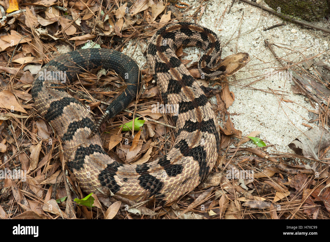 Timber Rattlesnake (Crotalus horridus), native to the southeastern ...