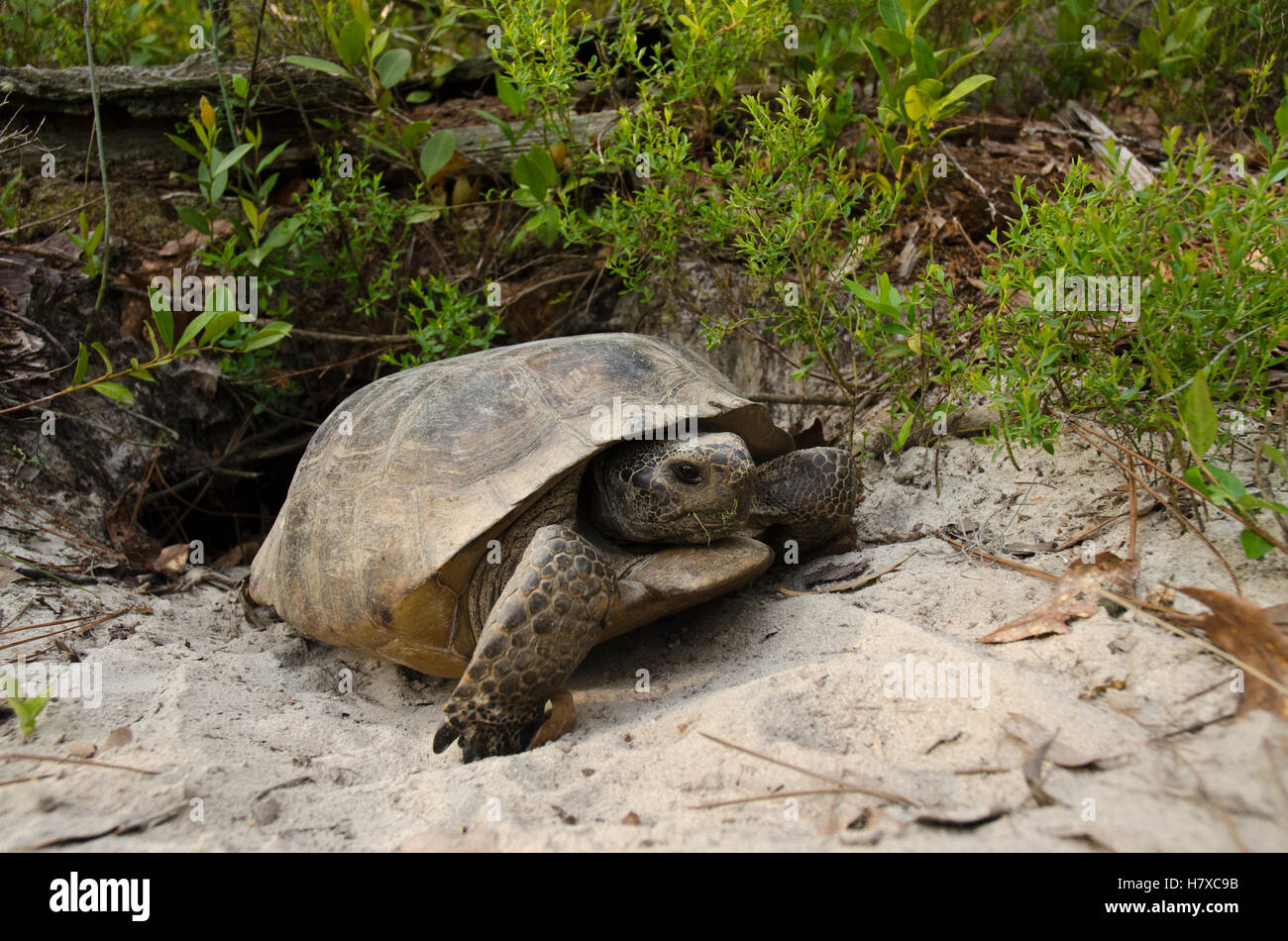 Florida Gopher Tortoise (Gopherus polyphemus) female, Georgia Stock ...