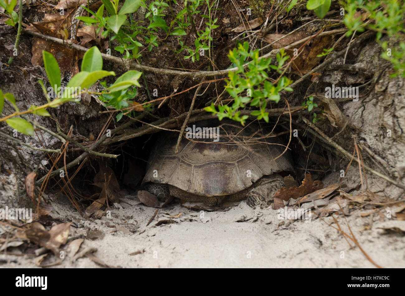 Florida Gopher Tortoise (Gopherus polyphemus) female going into burrow ...