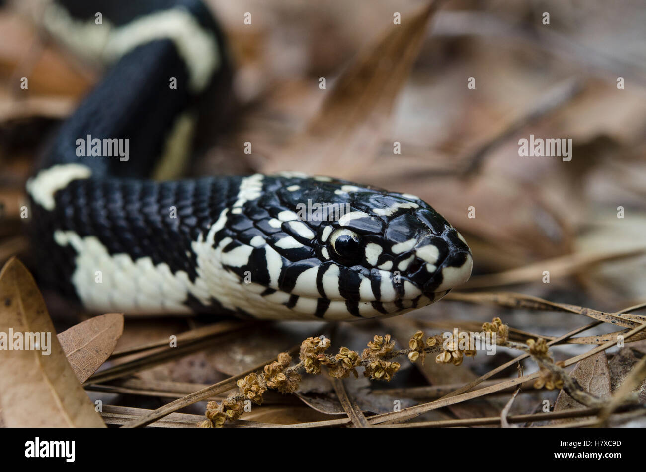 Eastern Kingsnake (Lampropeltis getula), native to the eastern United ...