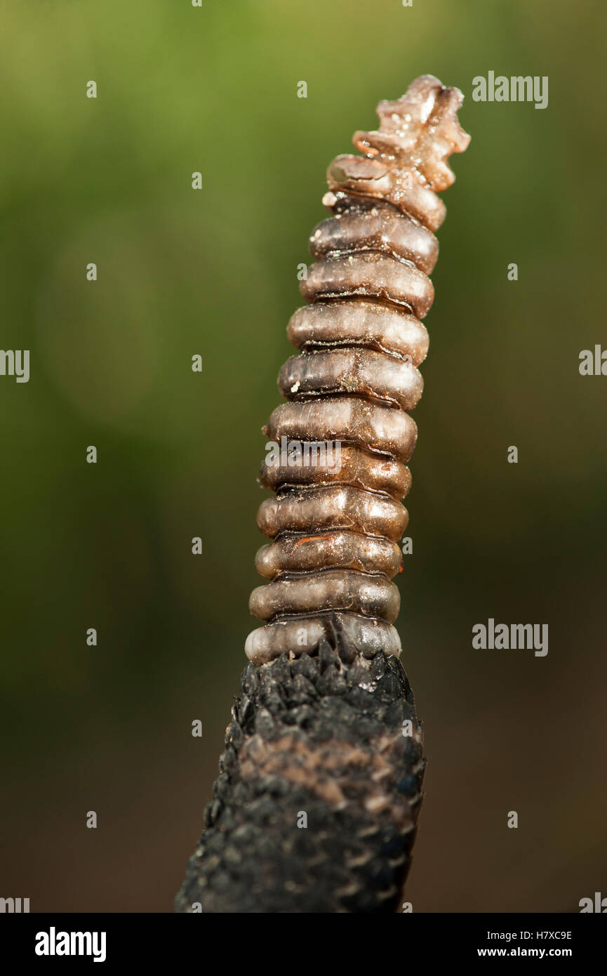 Timber Rattlesnake (Crotalus horridus) rattle, native to the ...