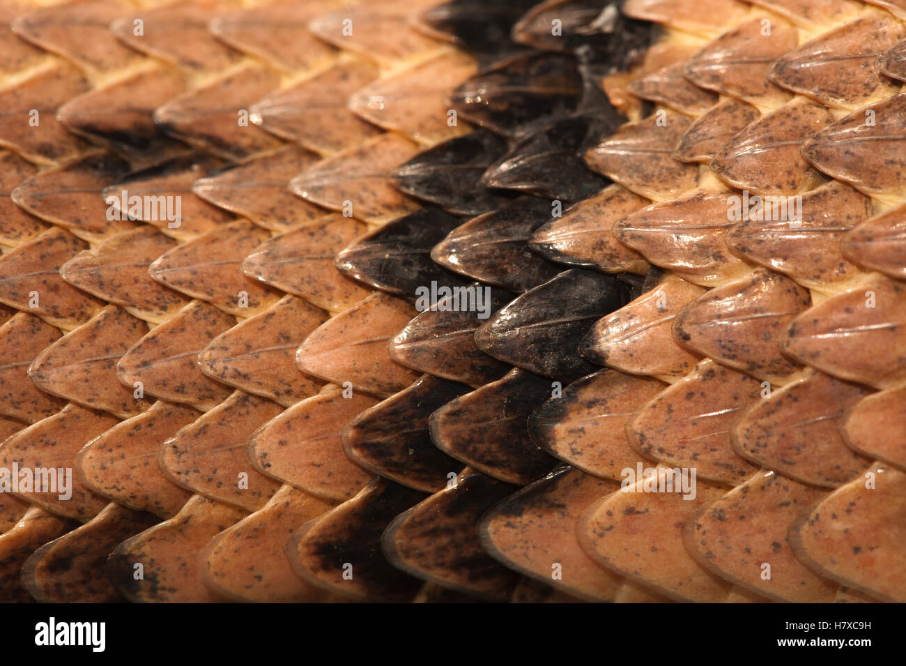 Timber Rattlesnake (Crotalus horridus) scales, native to the ...