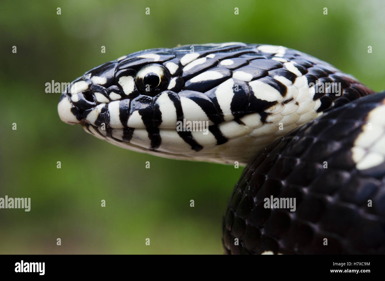 Eastern Kingsnake (Lampropeltis getula), native to the eastern United ...