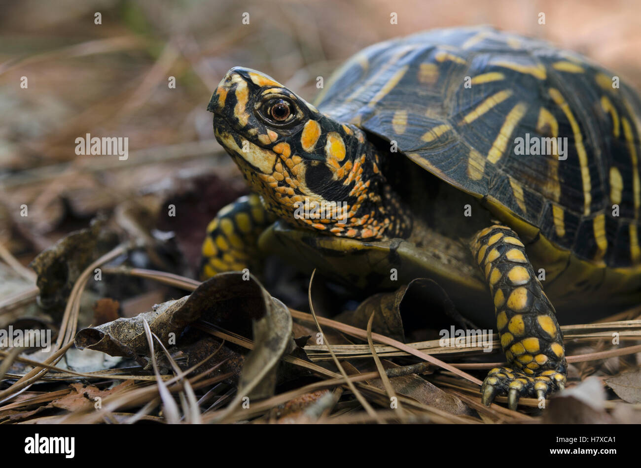Eastern Box Turtle (Terrapene carolina), native to the eastern United ...