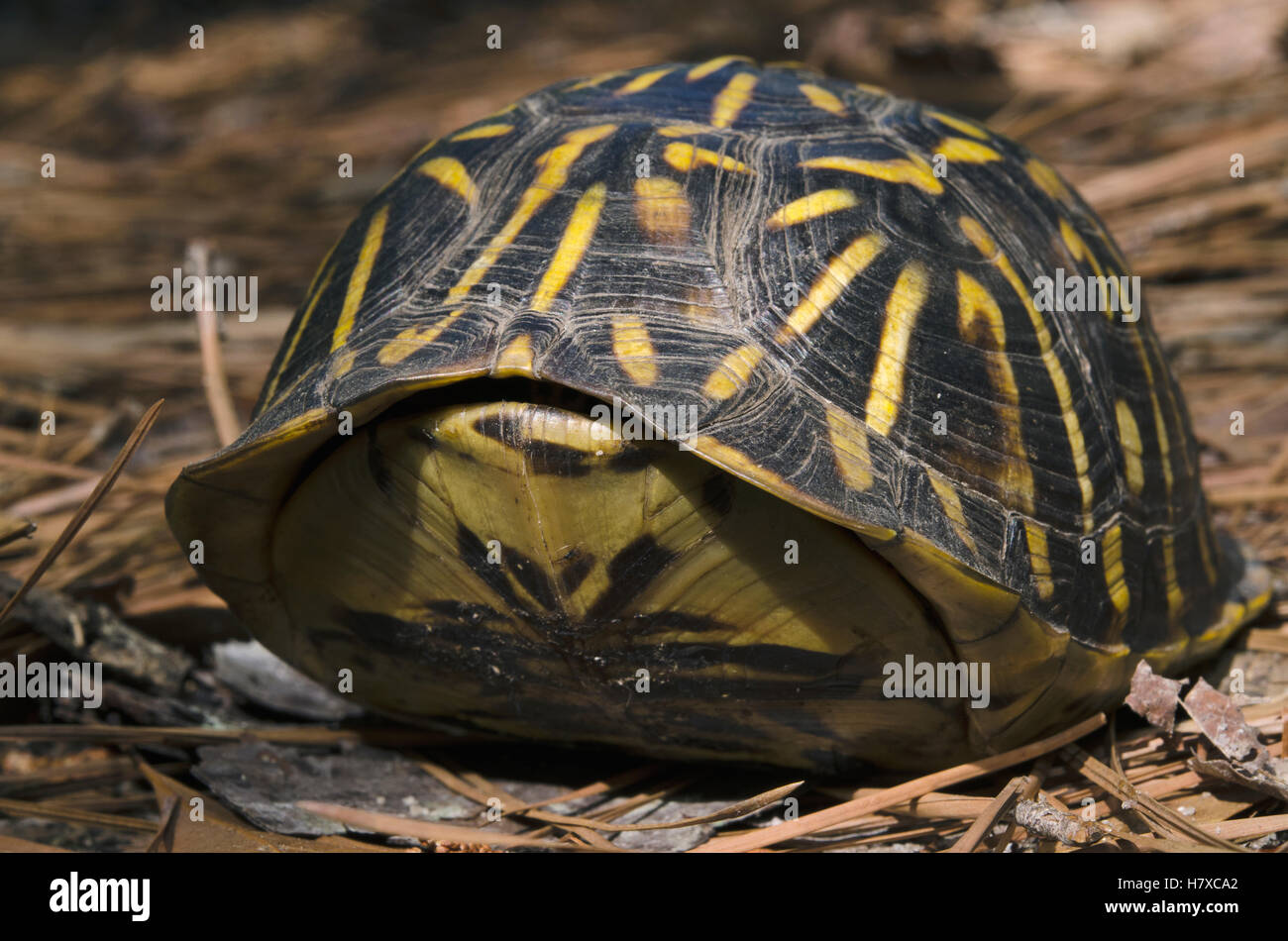 Eastern Box Turtle (Terrapene carolina) retreated in shell, native to ...