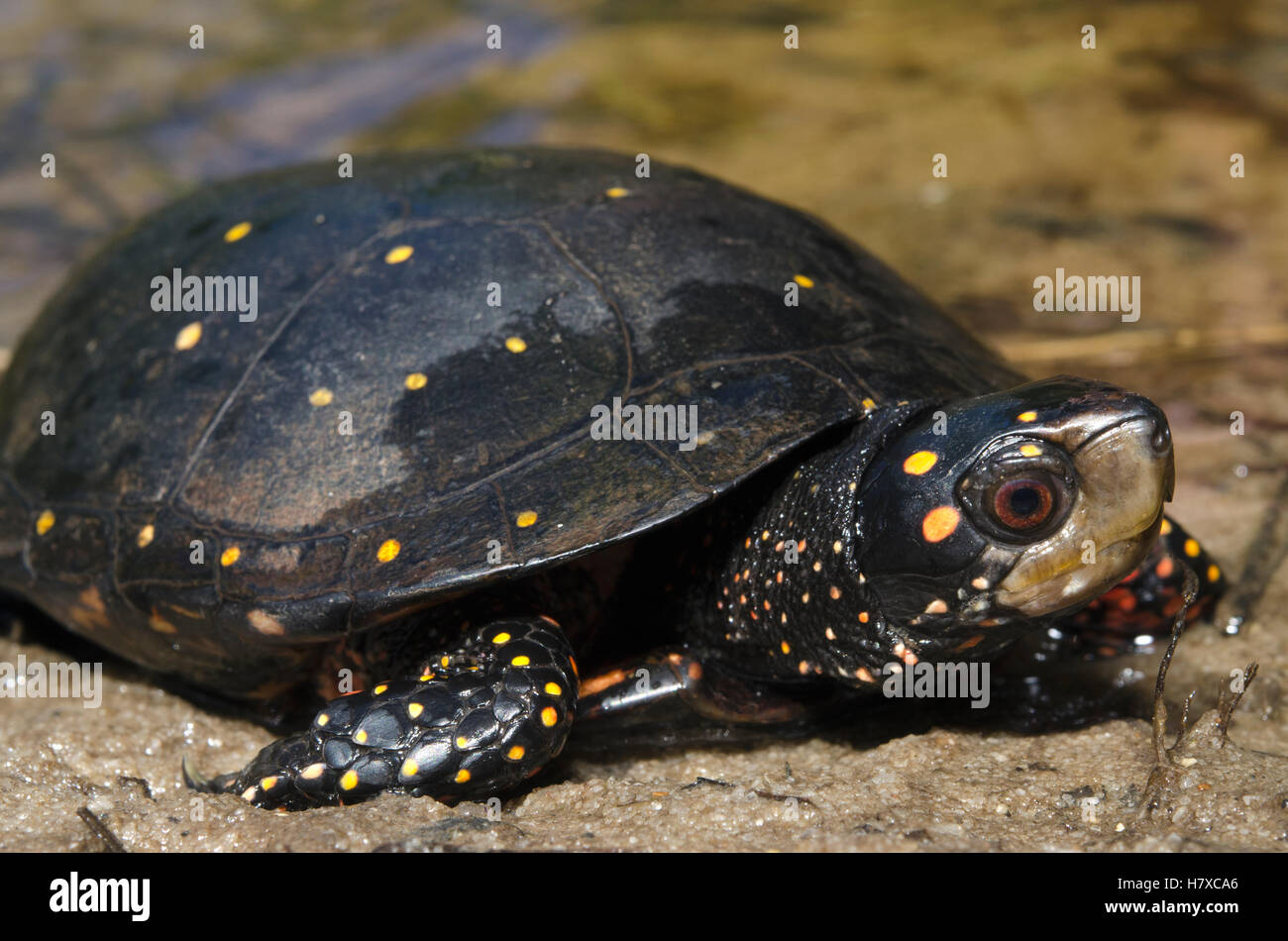 Spotted Turtle (Clemmys guttata), native to the eastern United States ...