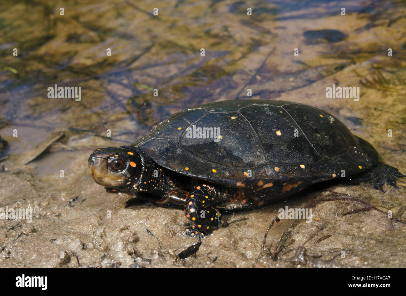 Spotted Turtle (Clemmys guttata), native to the eastern United States ...