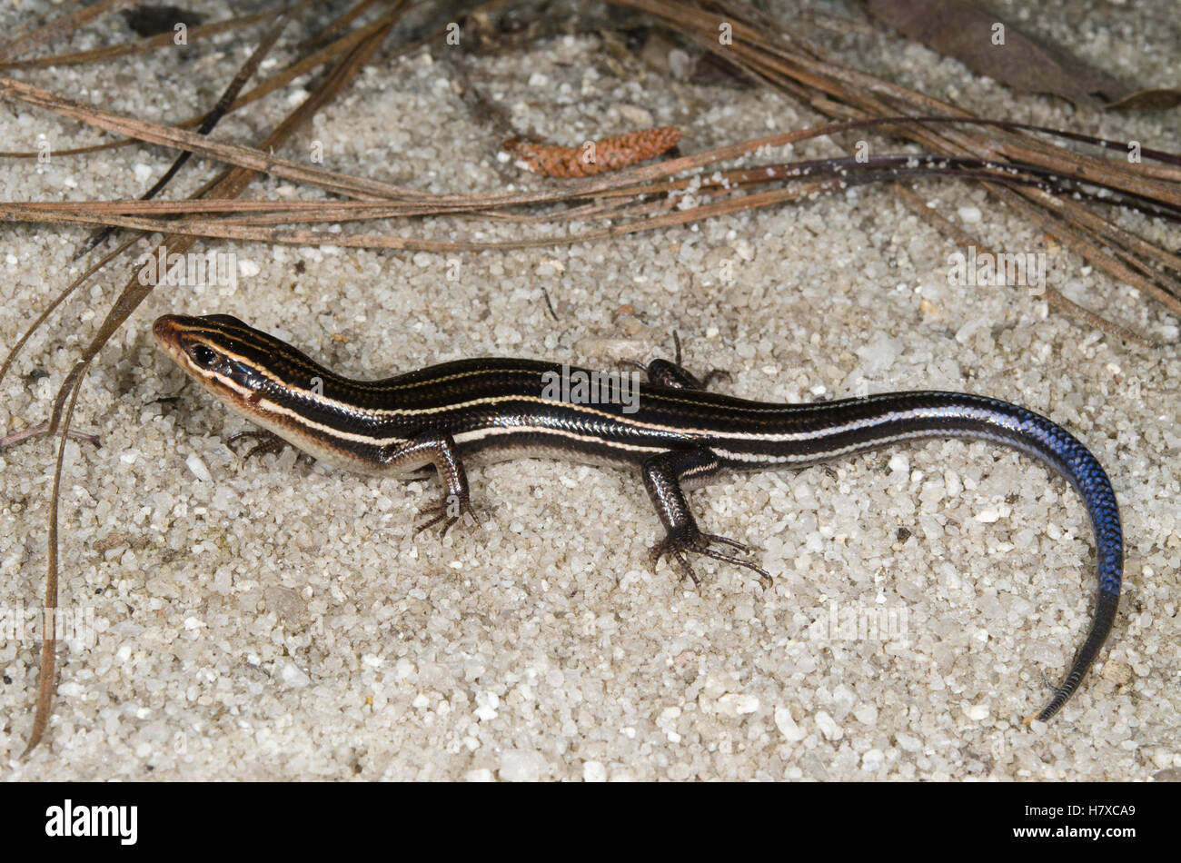 Southeastern Five-lined Skink (Eumeces inexpectatus), native to the ...