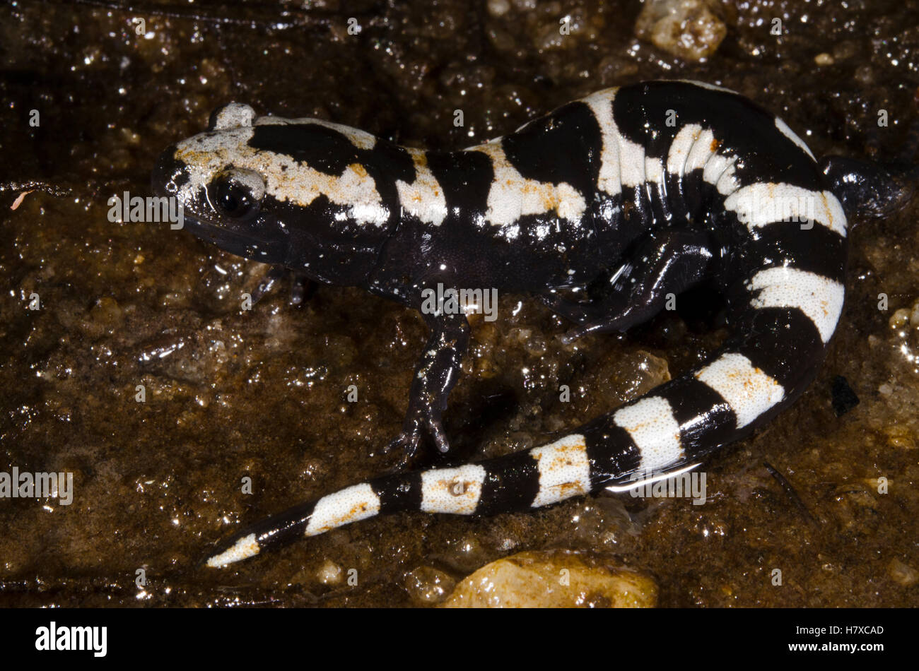 Marbled Salamander (Ambystoma opacum), native to the eastern United ...