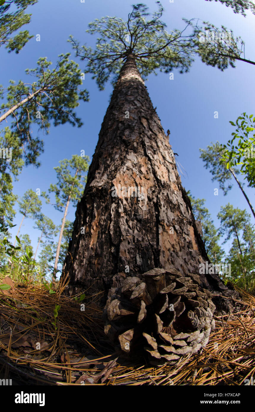 Longleaf Pine (Pinus palustris) tree with cone at base, Georgia Stock ...