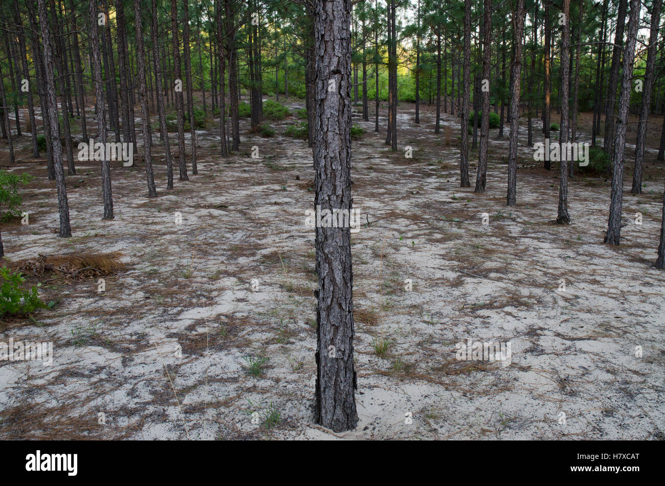 Longleaf Pine (Pinus palustris) forest after fire showing barren ...