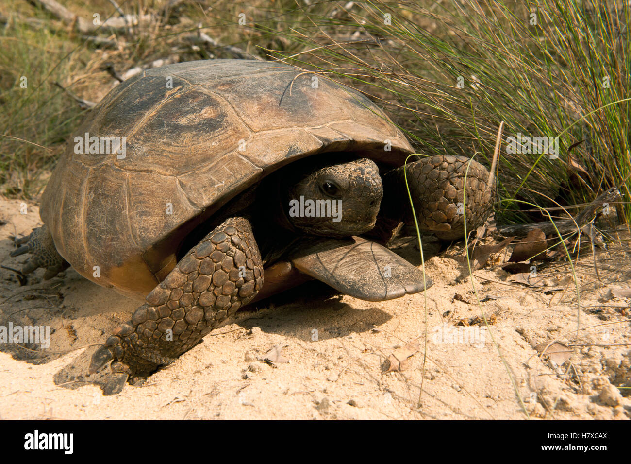 Florida Gopher Tortoise (Gopherus polyphemus) male, Georgia Stock Photo ...