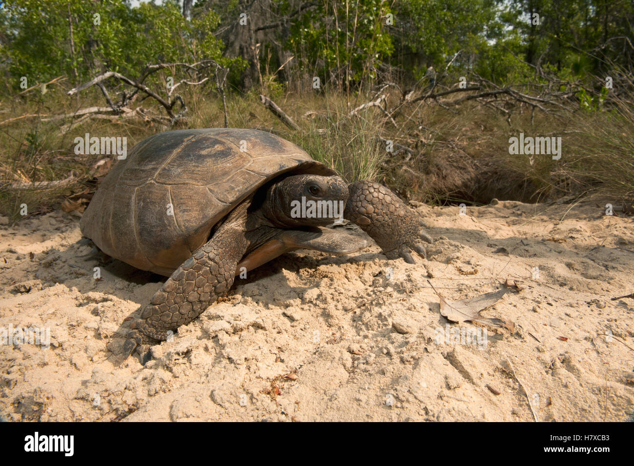 Florida Gopher Tortoise (Gopherus polyphemus) male, Georgia Stock Photo ...