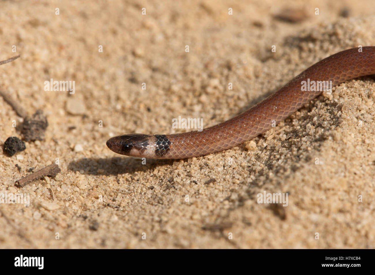 Southeastern Crowned Snake (Tantilla coronata), native to the Florida ...