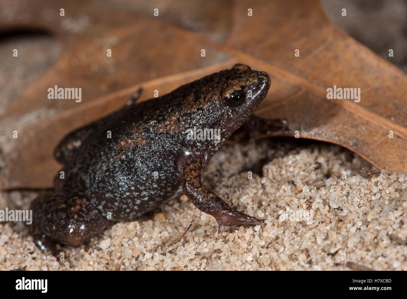 Eastern Narrow-mouthed Toad (Gastrophryne carolinensis), native to the ...