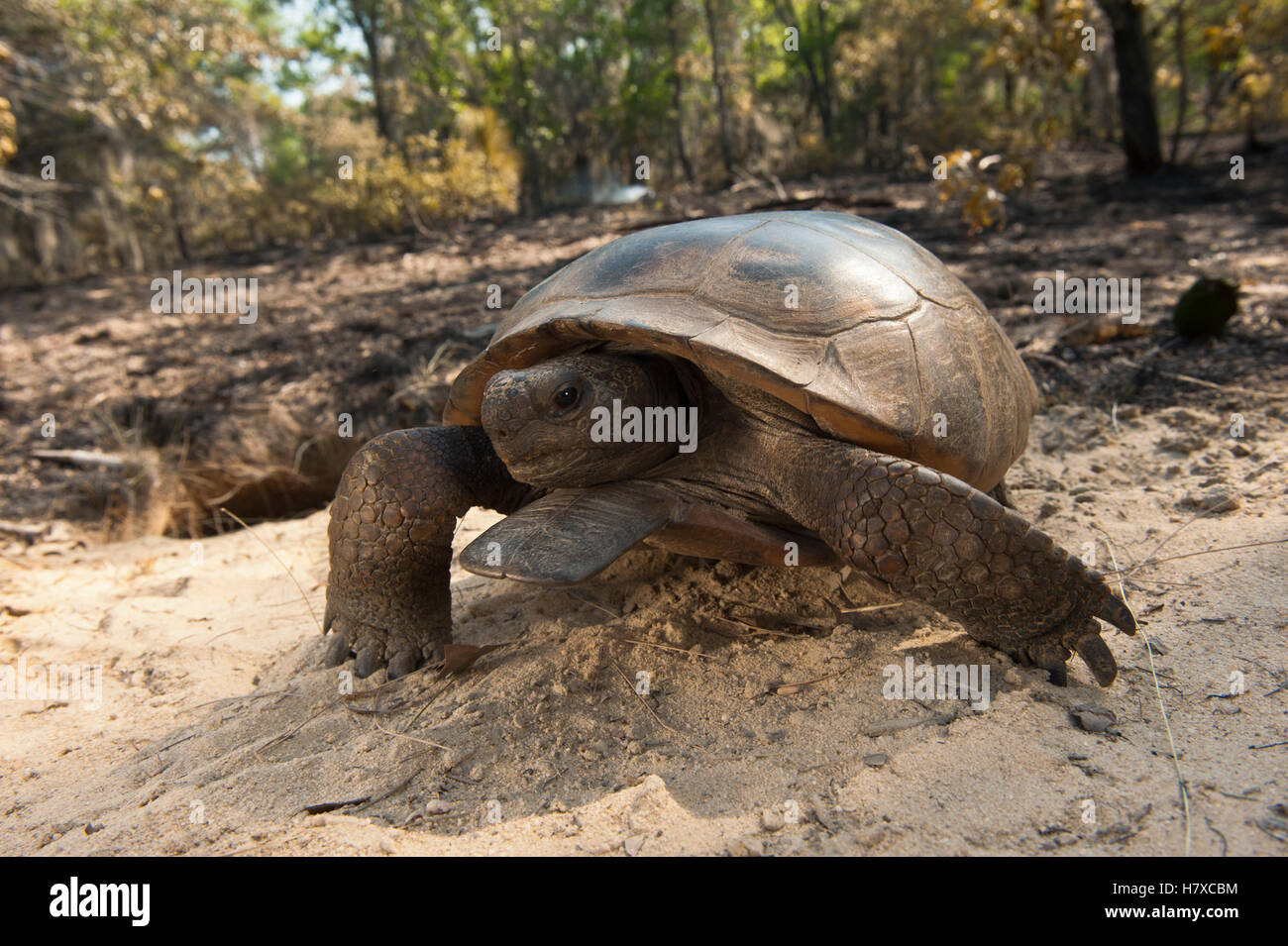 Florida Gopher Tortoise (Gopherus polyphemus) male at burrow after burn ...