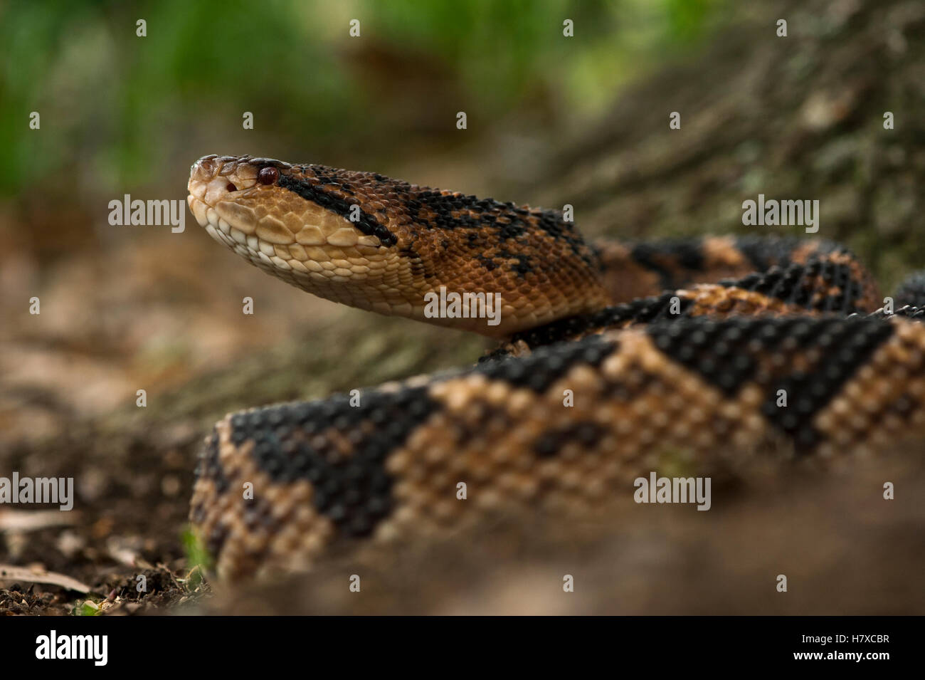 Bushmaster (Lachesis muta) snake, native to South America Stock Photo ...