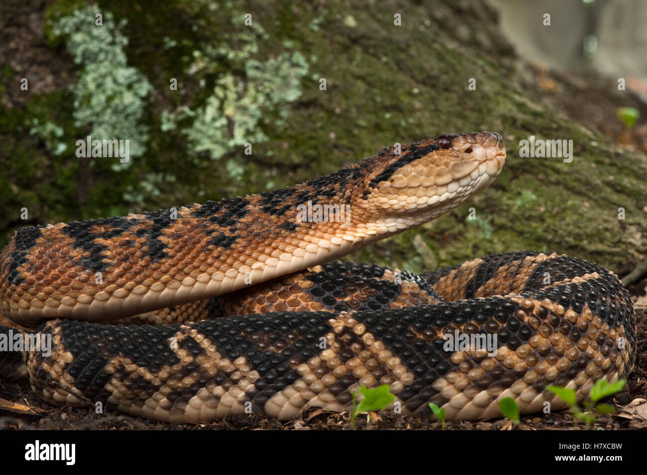 Bushmaster (Lachesis muta) snake, native to South America Stock Photo ...