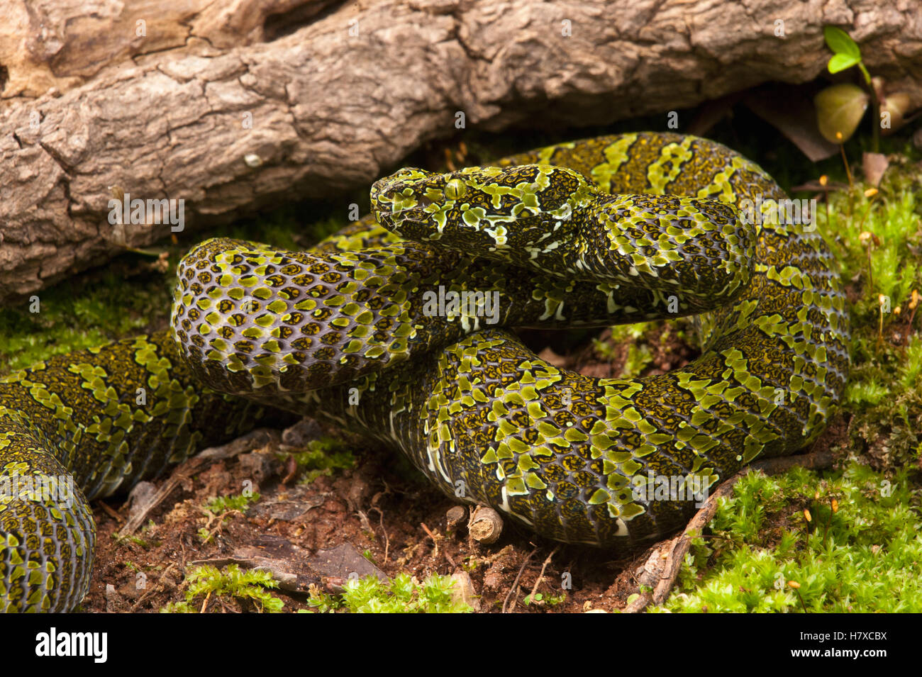 Mangshanen Pit Viper (Trimeresurus mangshanensis) camouflaged on moss ...