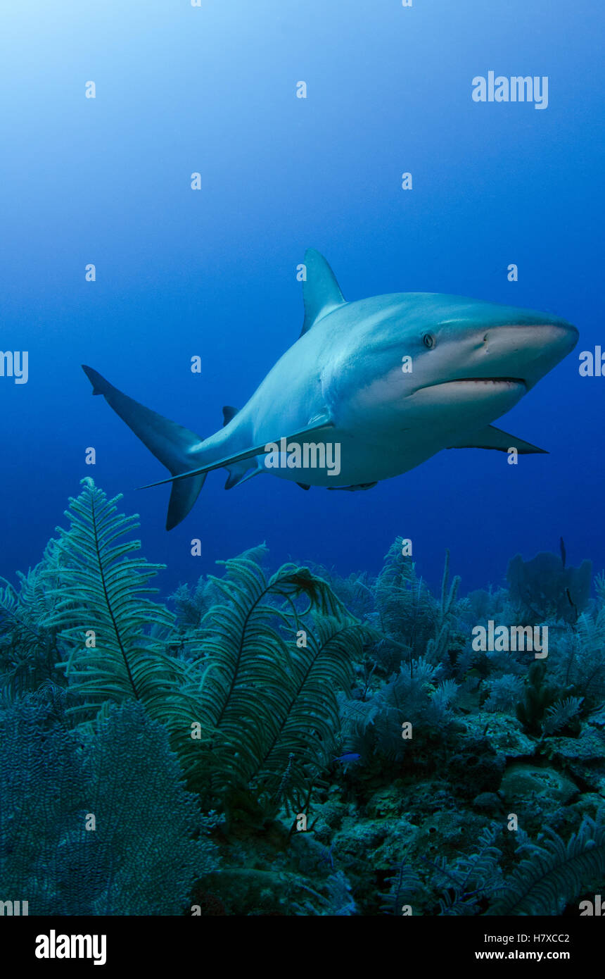 Caribbean Reef Shark (Carcharhinus perezii) swimming over coral reef ...