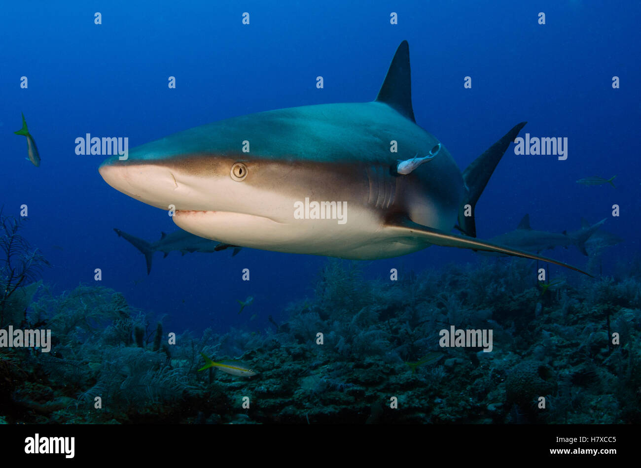 Caribbean Reef Shark (Carcharhinus perezii), Jardines de la Reina ...