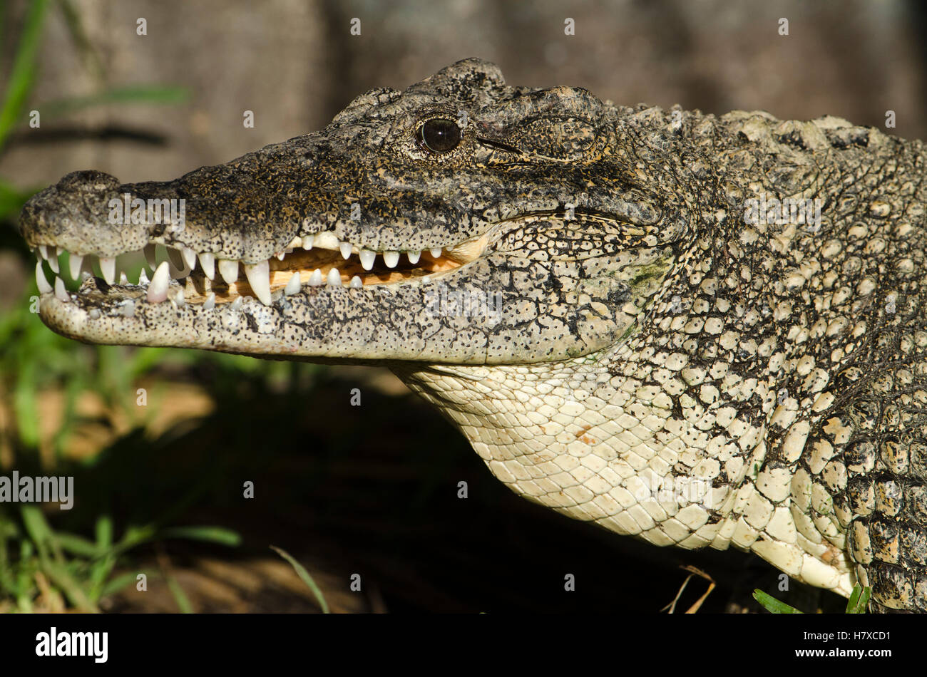 Cuban Crocodile (Crocodylus rhombifer) near Zapata Swamp National Park ...