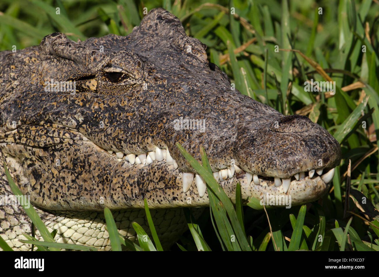 Cuban Crocodile (Crocodylus rhombifer) near Zapata Swamp National Park ...