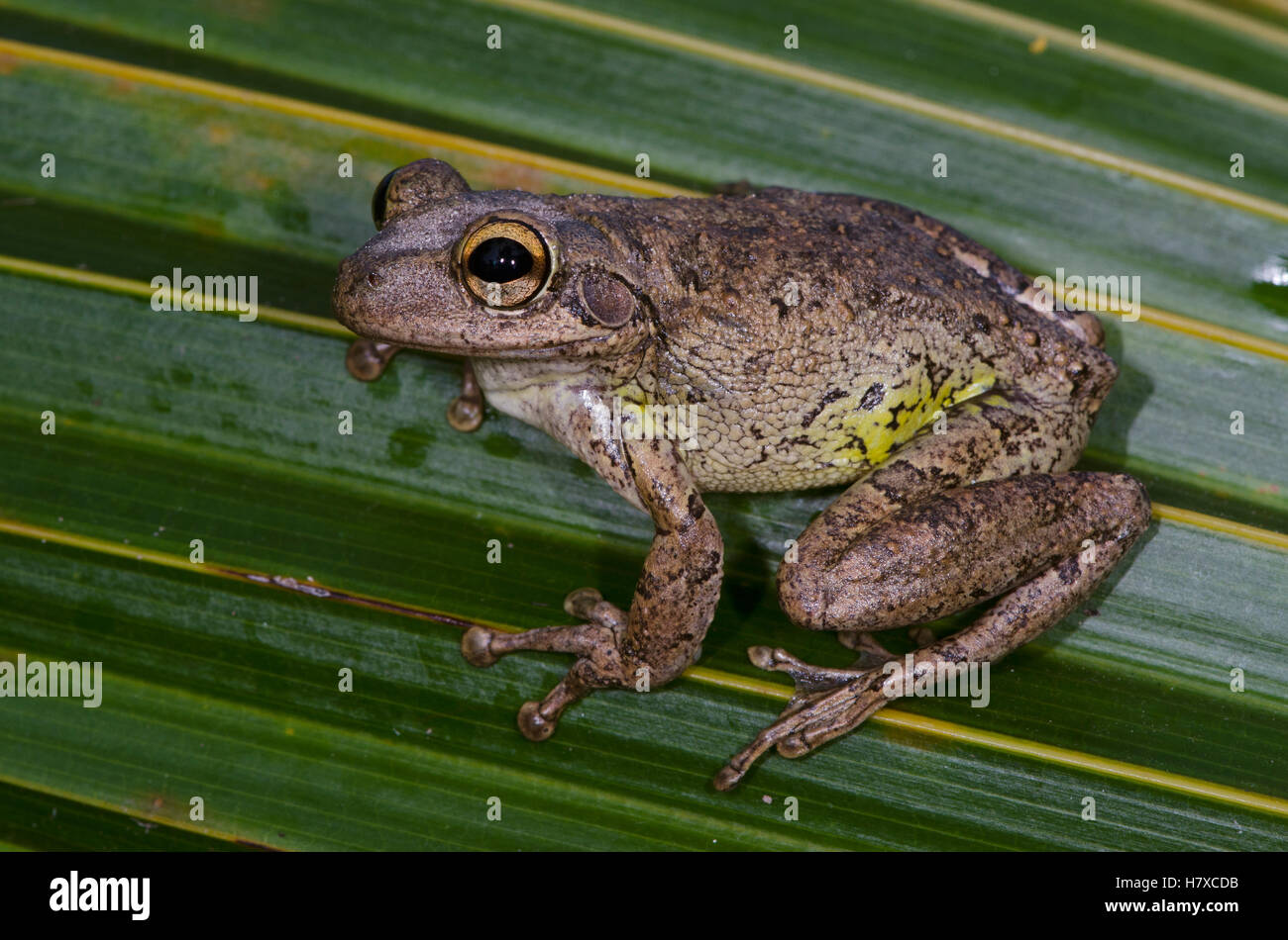 Cuban Treefrog (Osteopilus septentrionalis), Zapata Swamp National Park ...