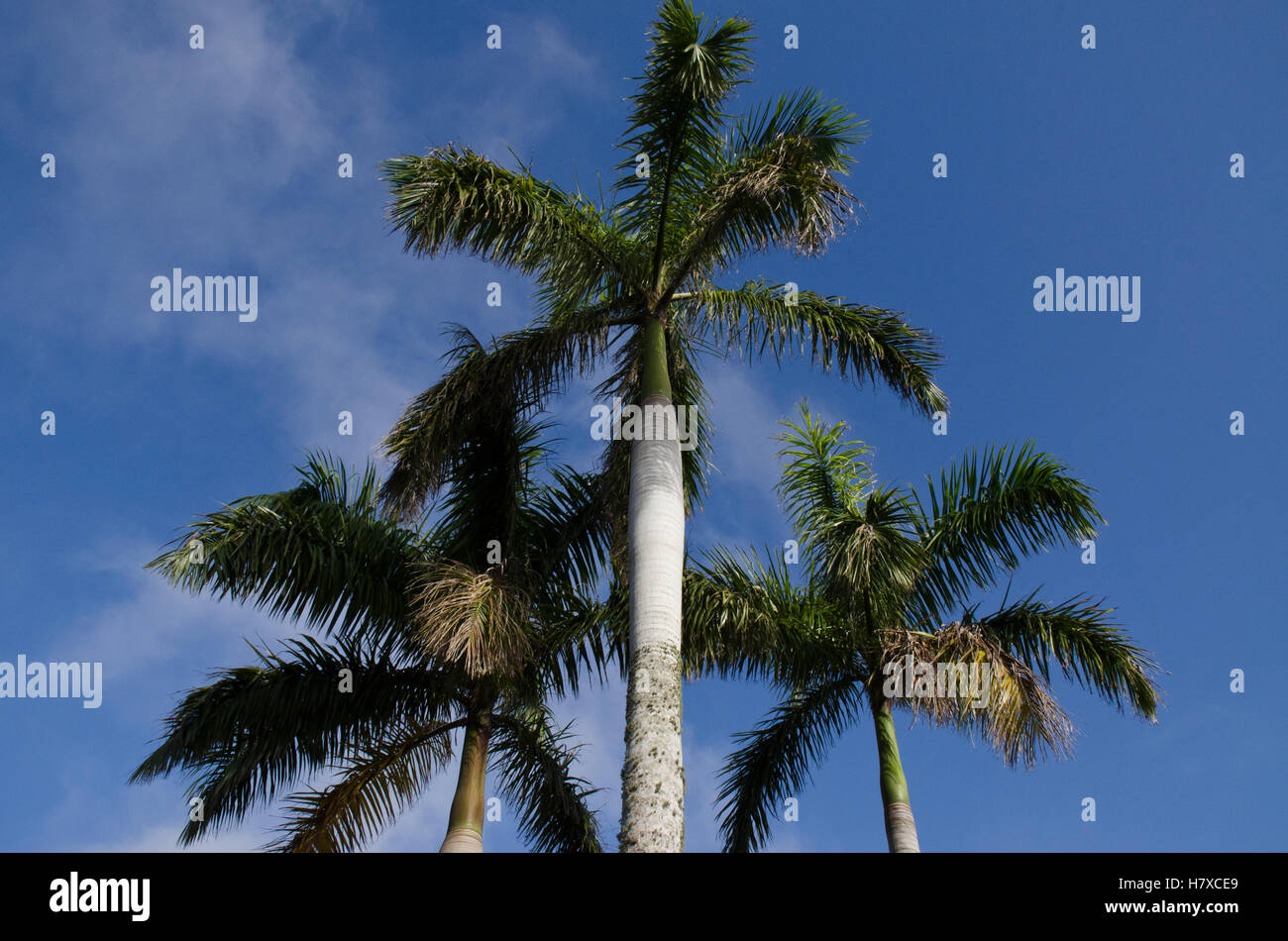 Royal Palm (Roystonea regia) trees, Sierra del Rosario Biosphere Reserve, Cuba Stock Photo - Alamy