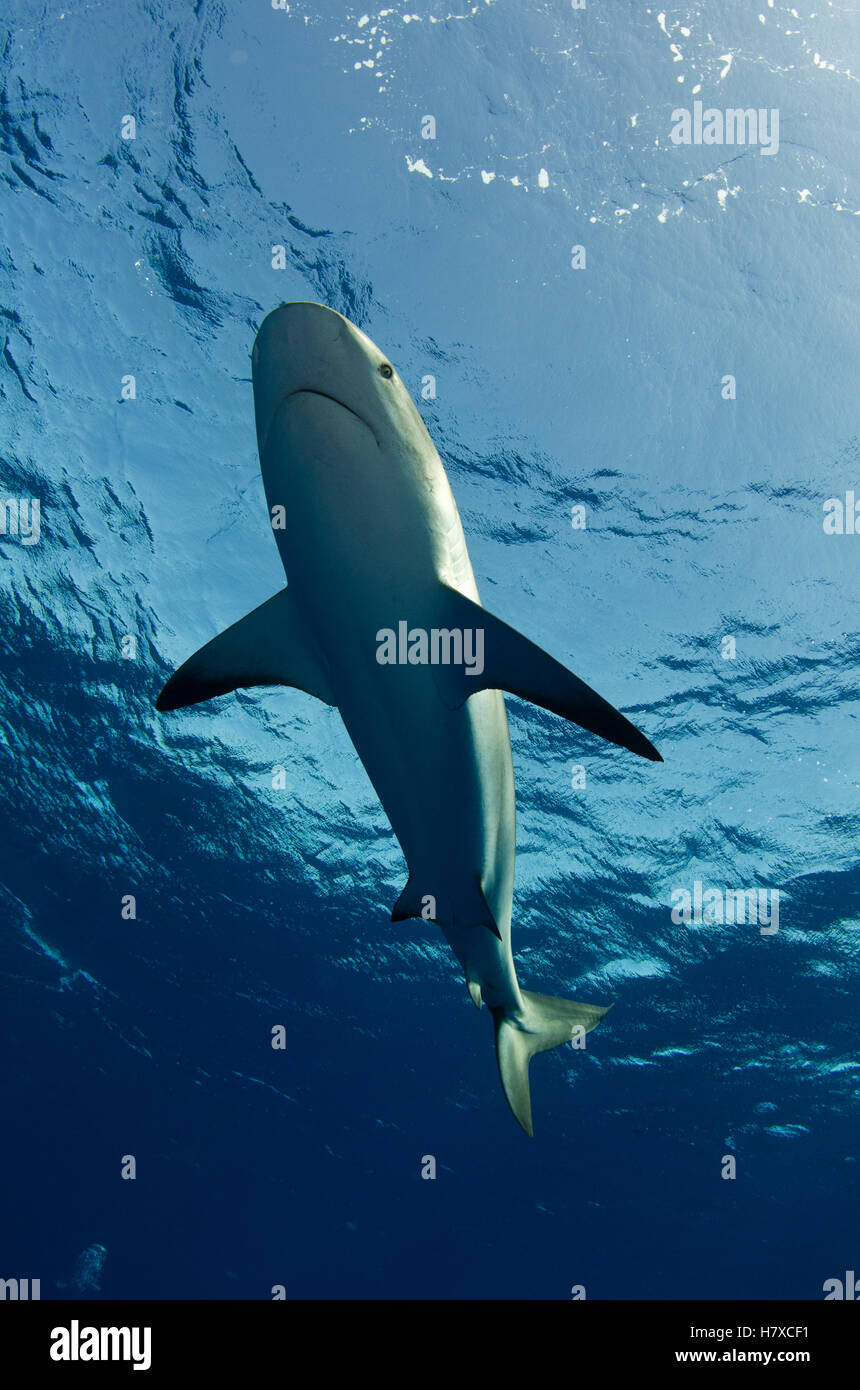 Silky Shark (Carcharhinus falciformis) swimming overhead, Jardines de ...