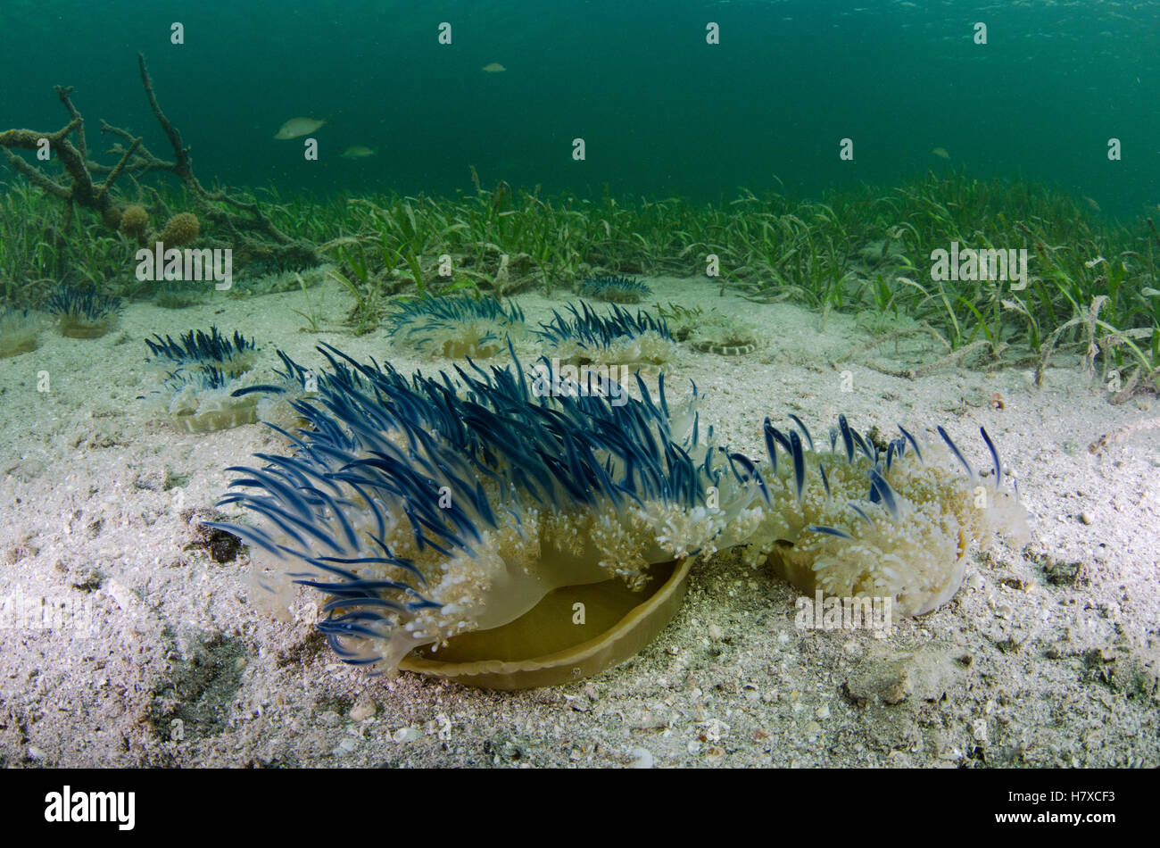 Upside-down Jellyfish (Cassiopea sp) pair on ocean floor, Jardines de ...