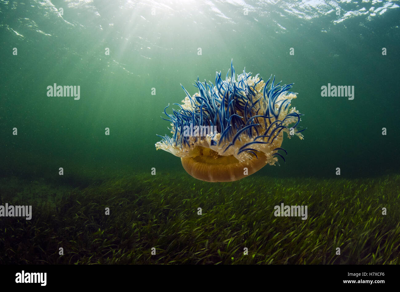 Upside-down Jellyfish (Cassiopea sp), Jardines de la Reina National ...