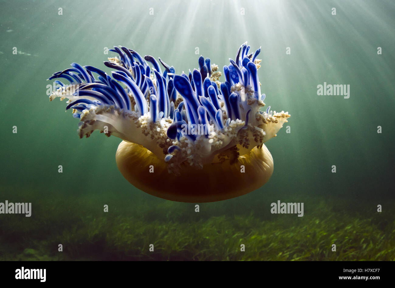Upside-down Jellyfish (Cassiopea sp), Jardines de la Reina National ...