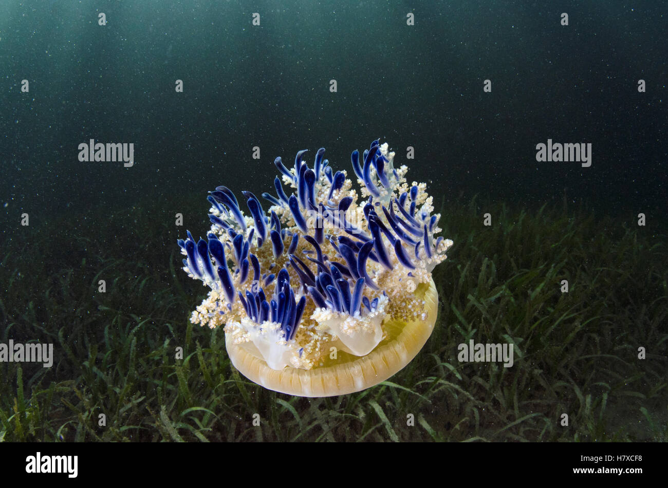 Upside-down Jellyfish (Cassiopea sp), Jardines de la Reina National ...