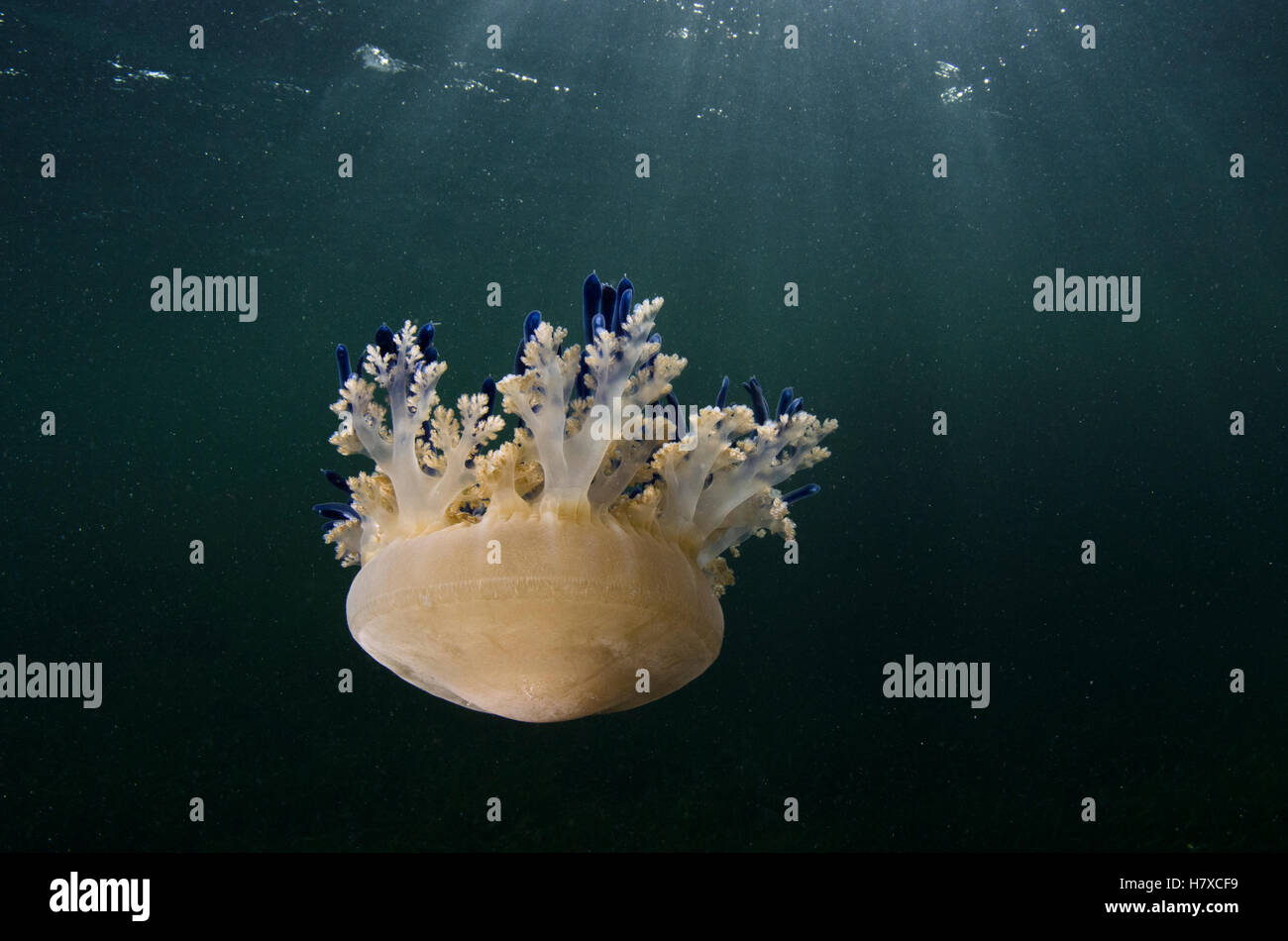 Upside-down Jellyfish (Cassiopea sp), Jardines de la Reina National ...
