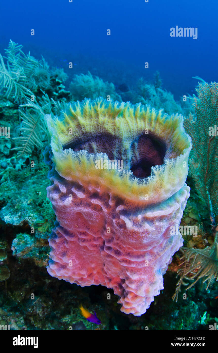 Azure Vase Sponge (Callyspongia plicifera), Jardines de la Reina ...