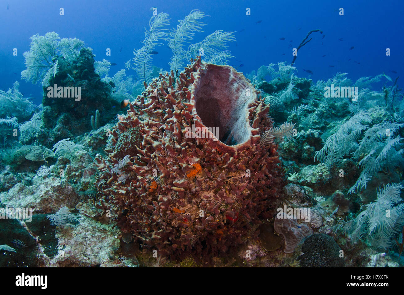 Caribbean Giant Barrel Sponge (Xestospongia muta) on reef, Jardines de ...