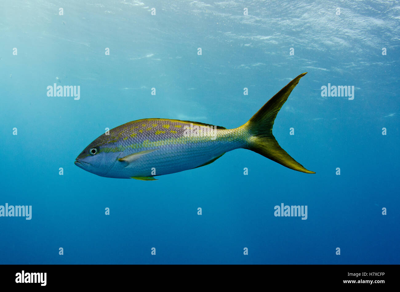 Yellowtail Snapper (Ocyurus chrysurus), Jardines de la Reina National ...