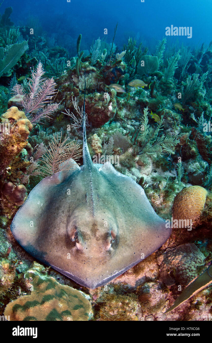Southern Stingray (Dasyatis americana) on coral reef, Jardines de la ...