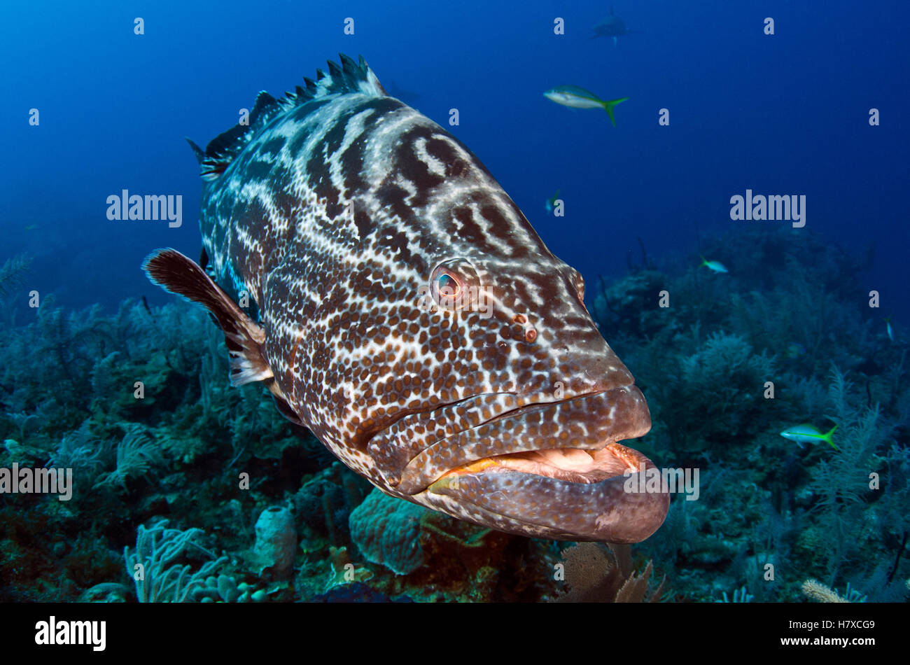 Black Grouper (Mycteroperca bonaci), Jardines de la Reina National Park ...