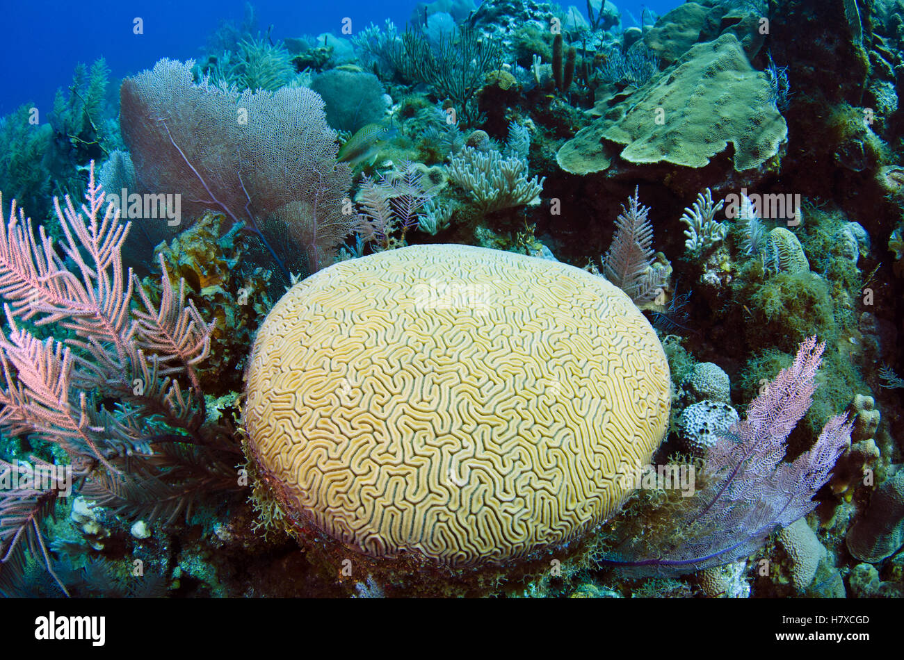 Brain Coral (Diploria labyrinthiformis) on reef, Jardines de la Reina ...