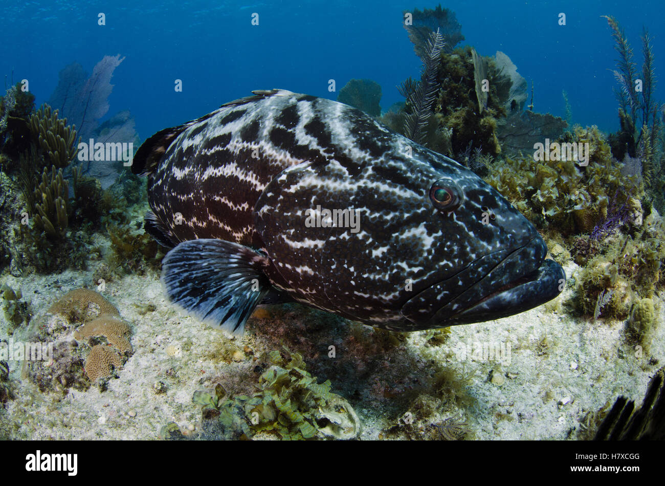 Black Grouper (Mycteroperca bonaci), Jardines de la Reina National Park ...