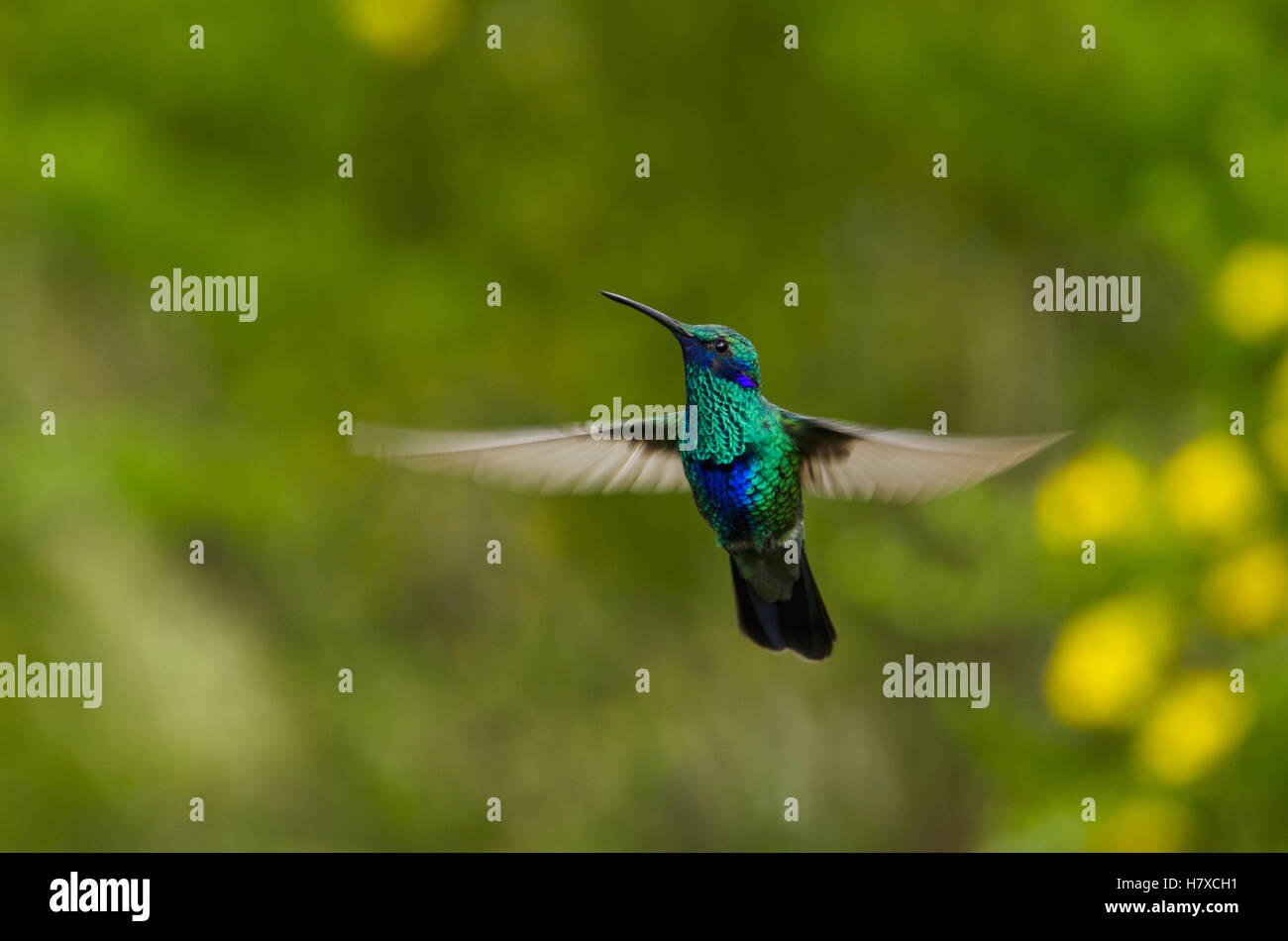 Sparkling Violet-ear (Colibri coruscans) hummingbird flying, Ecuador ...