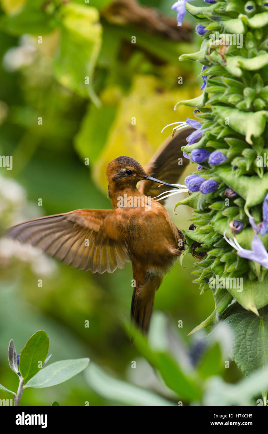 Shining Sunbeam (Aglaeactis cupripennis) hummingbird feeding on flower ...