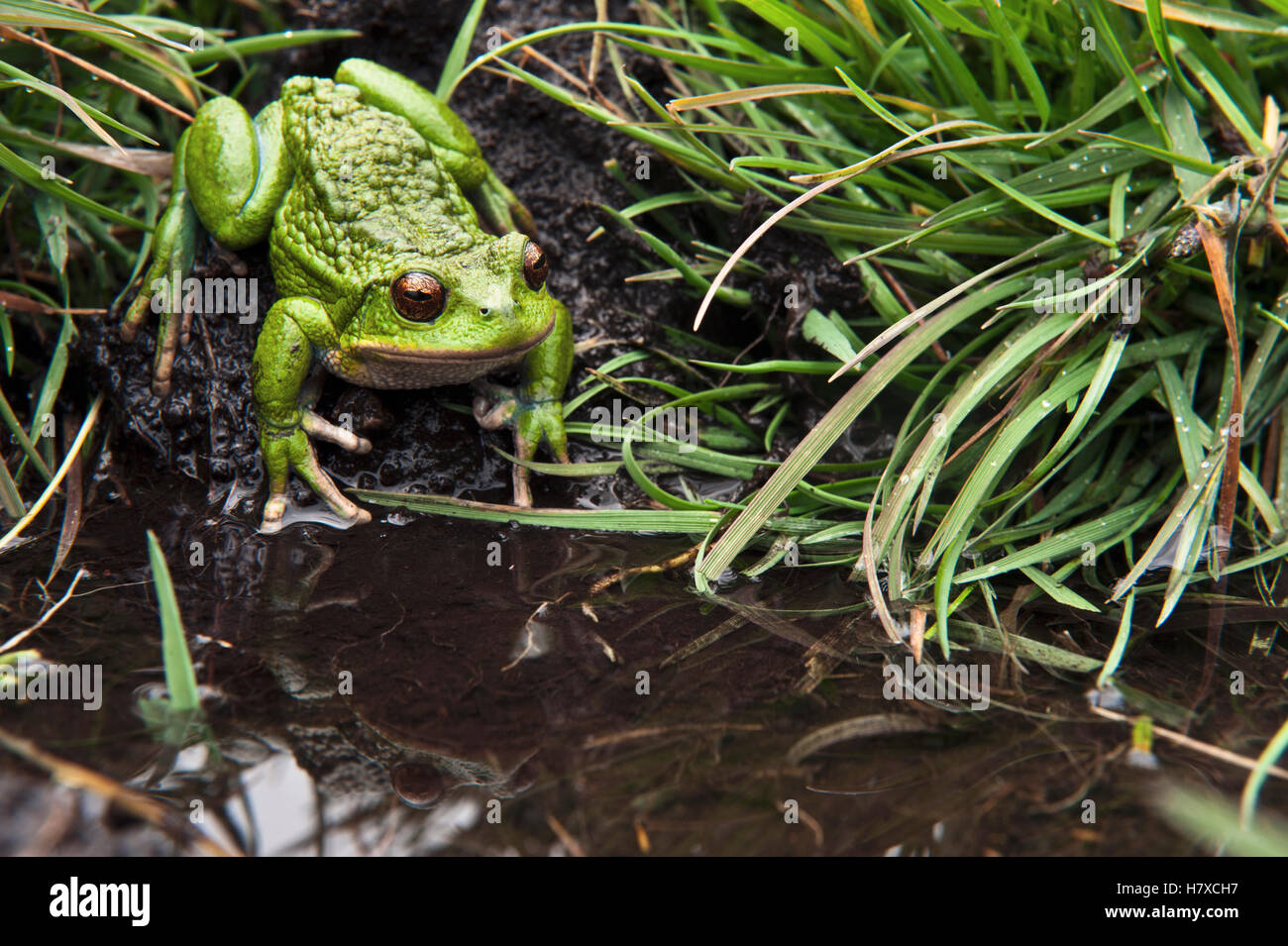 San Lucas Marsupial Frog (Gastrotheca pseustes) on shore, base of ...